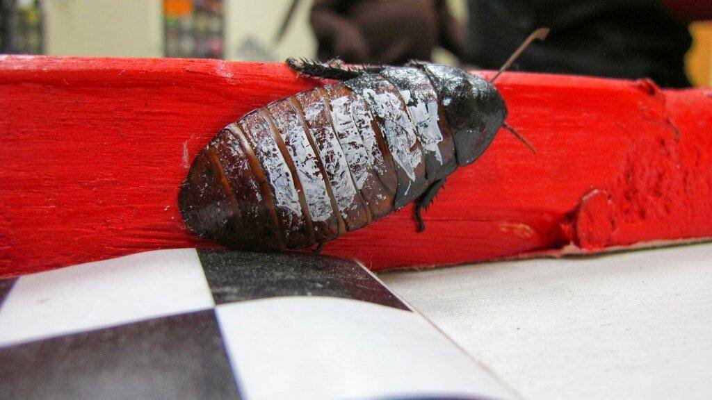 Cockroach Farming: Africa's 'New Oil' To Look Out For In The Near ...